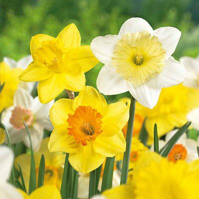 Flower bulb, Pack | DIY at B&Q