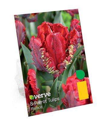 Flower bulb, Pack | DIY at B&Q