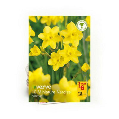Flower bulb, Pack | DIY at B&Q