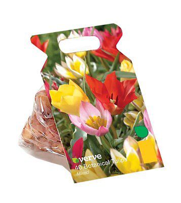 Flower bulb, Pack | DIY at B&Q