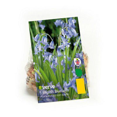 Flower bulb, Pack | DIY at B&Q