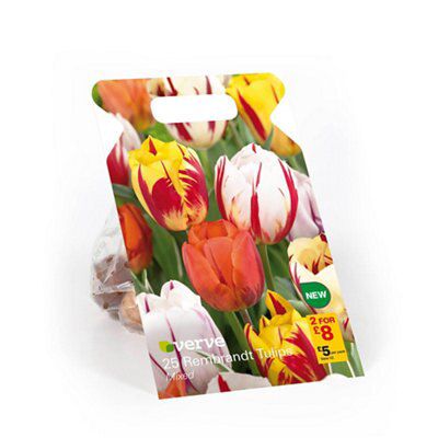 Flower bulb, Pack | DIY at B&Q