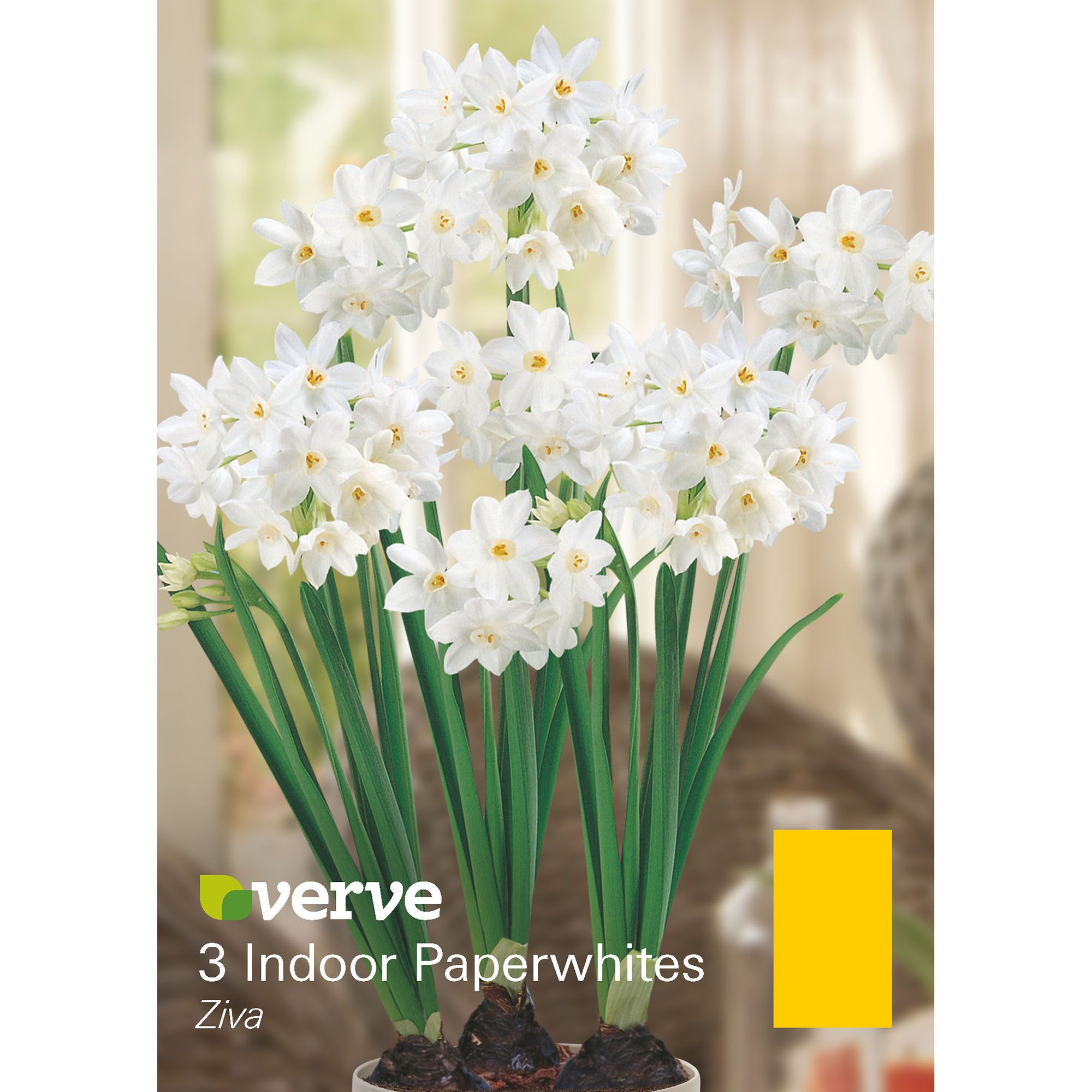 Flower bulb, Pack | DIY at B&Q