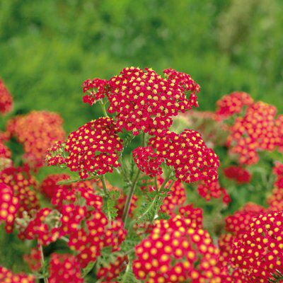 Flower bulbs, 0.28kg at B&Q