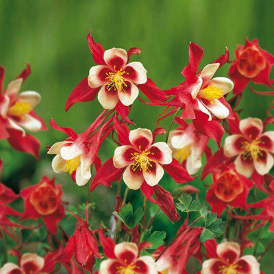 Flower bulbs, 0.28kg at B&Q