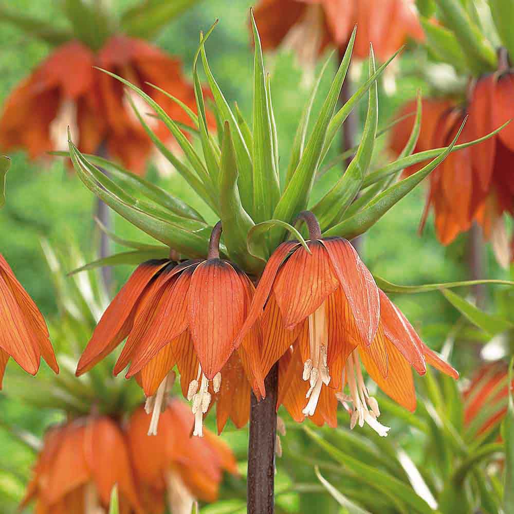 Flower bulbs