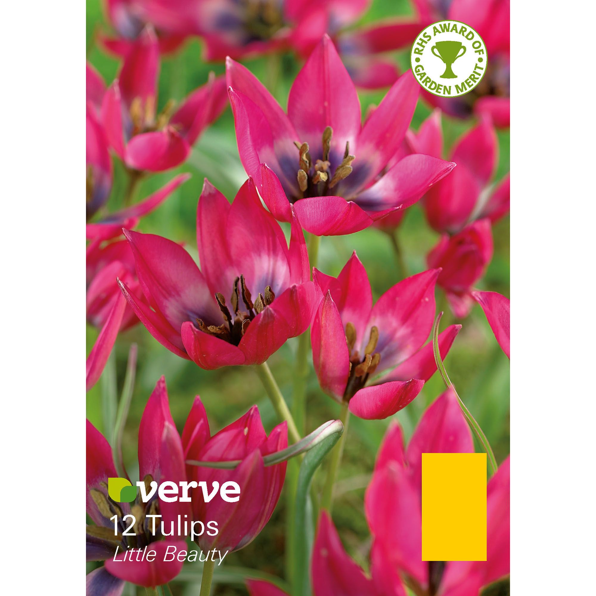 Flower bulbs | DIY at B&Q