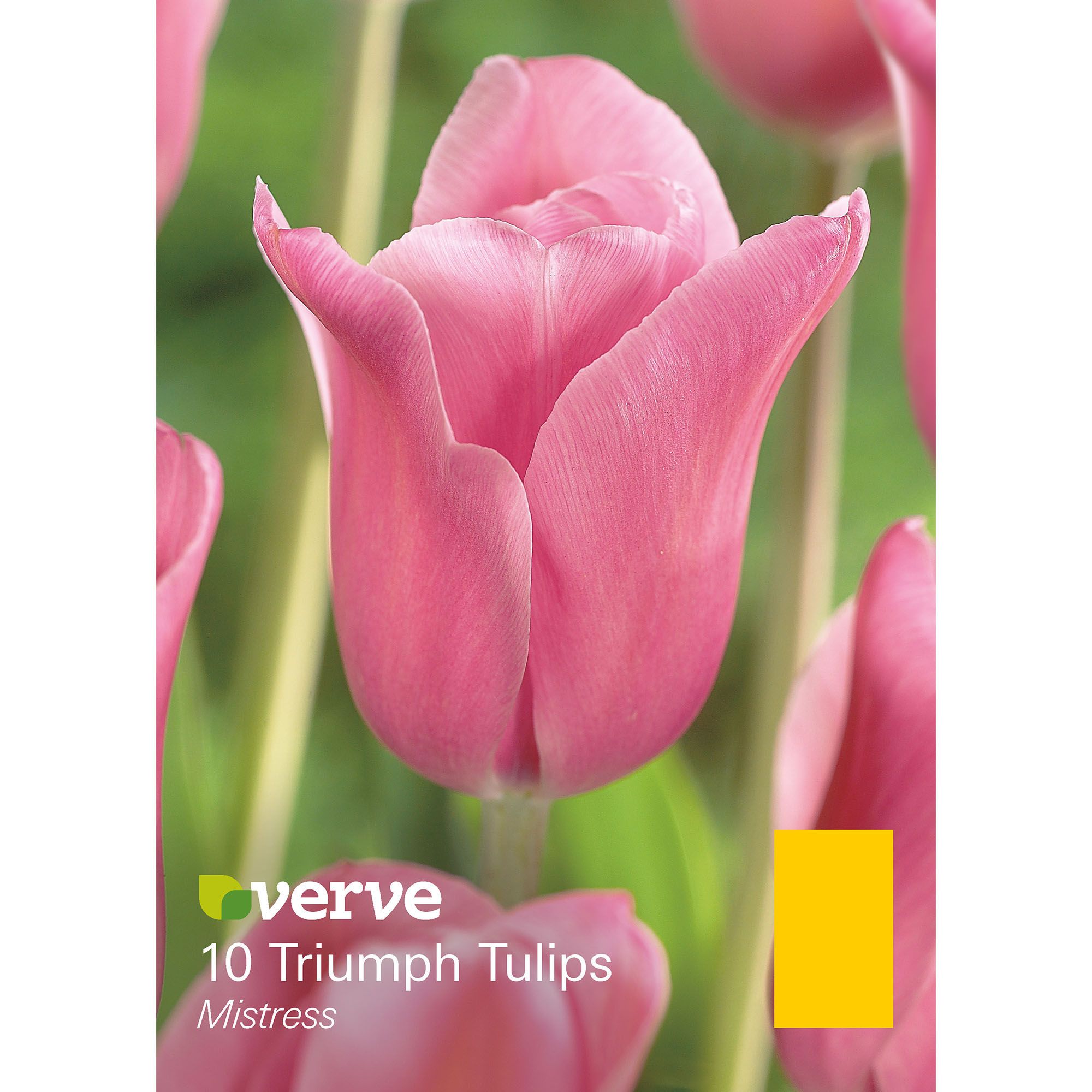 Flower bulbs