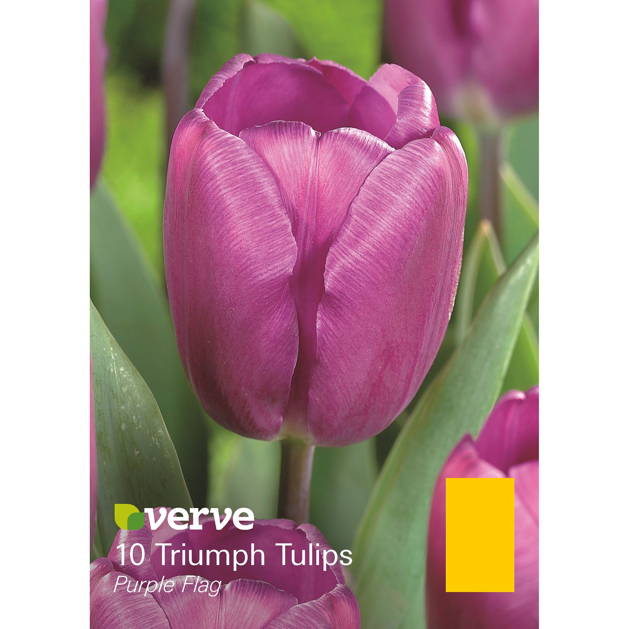 Flower bulbs