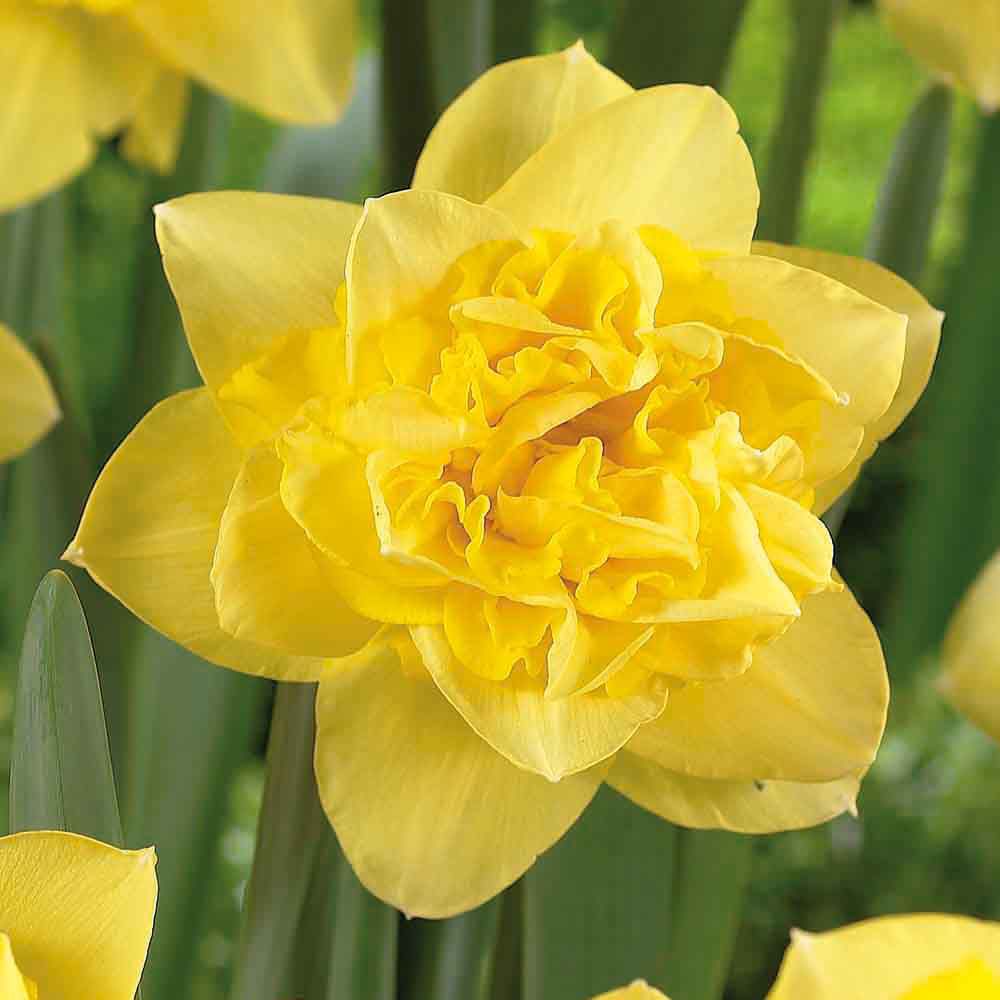 Flower bulbs