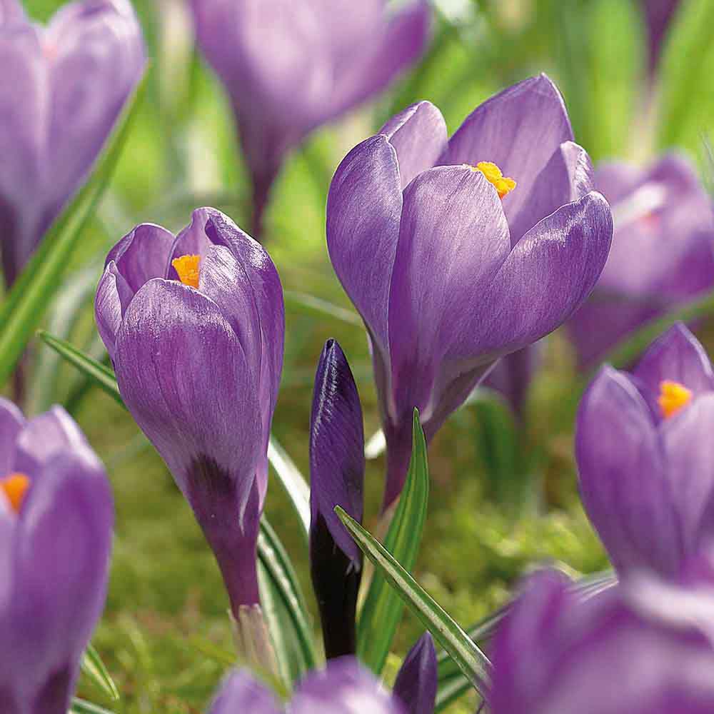 Flower bulbs