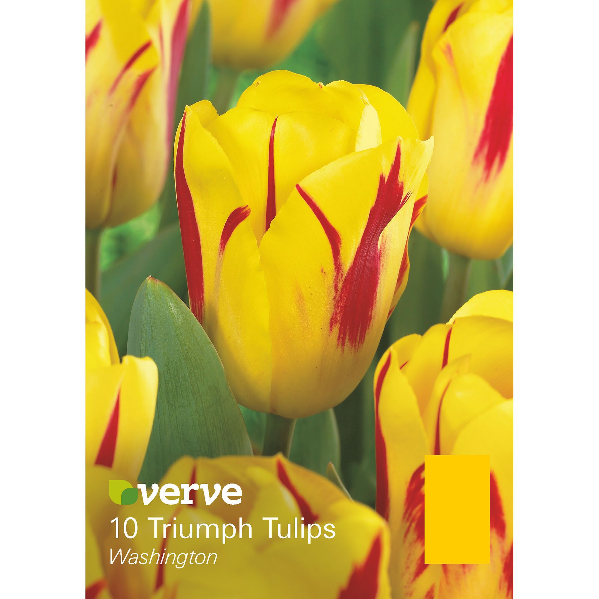 Flower bulbs