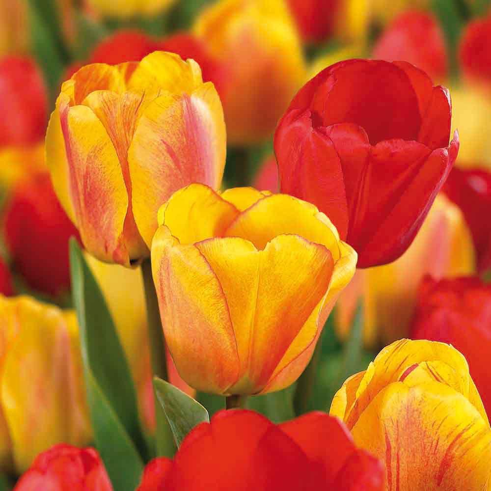 Flower bulbs