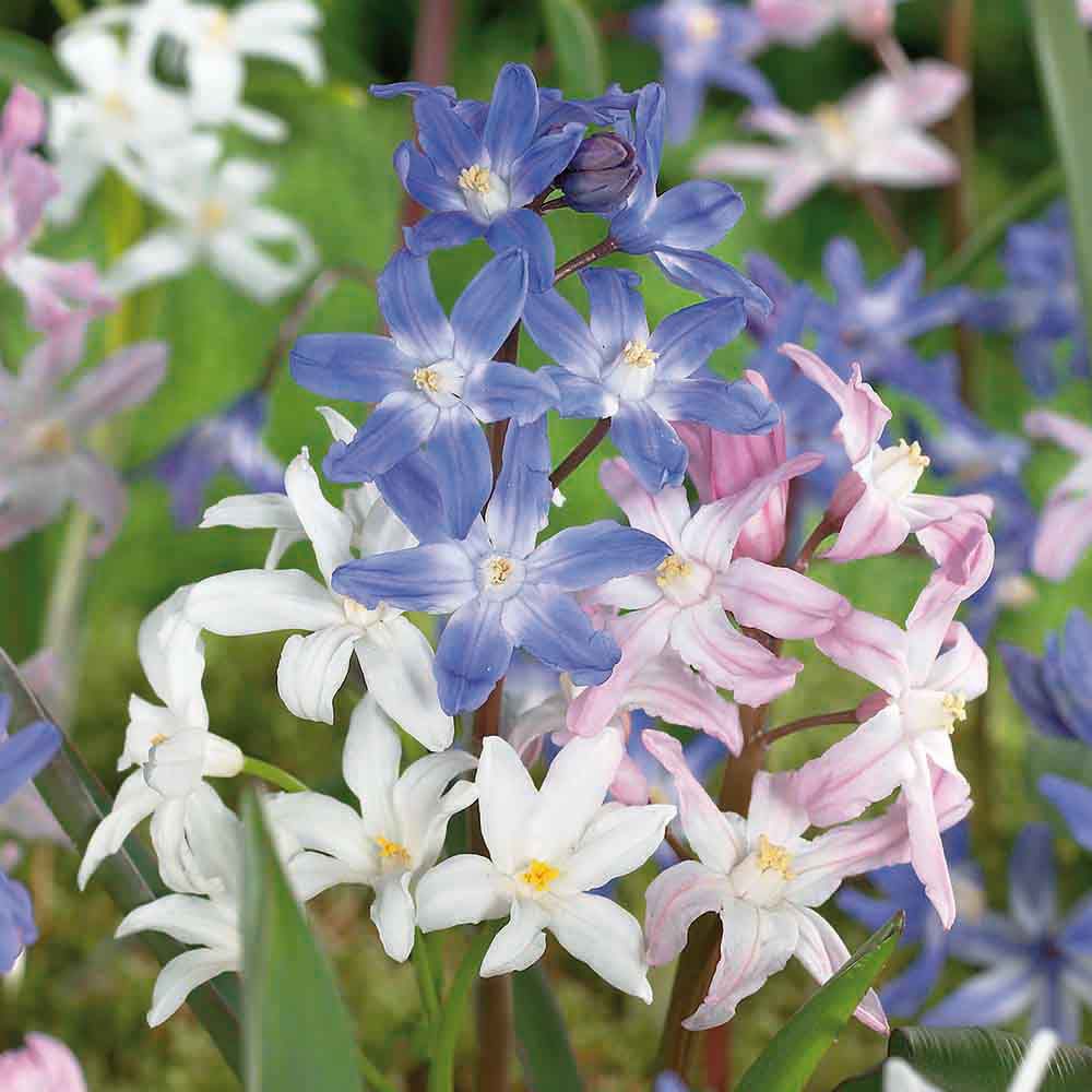 Flower bulbs