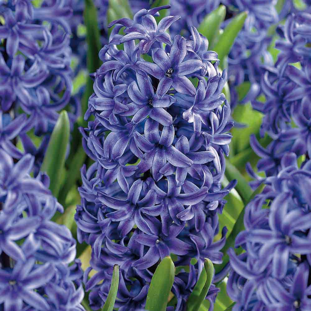 Flower bulbs