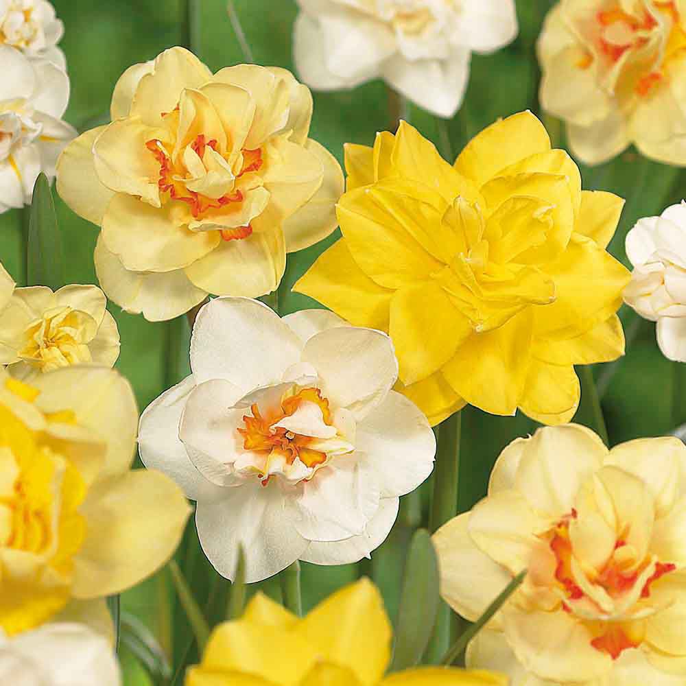 Flower bulbs