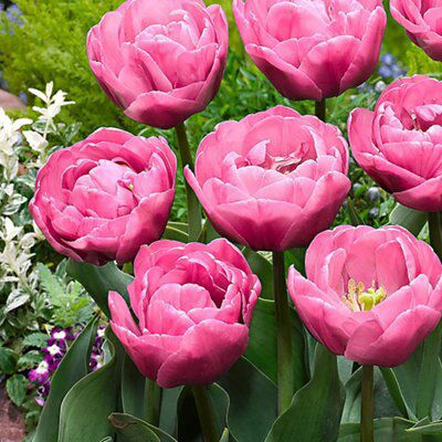 Flower bulb | DIY at B&Q