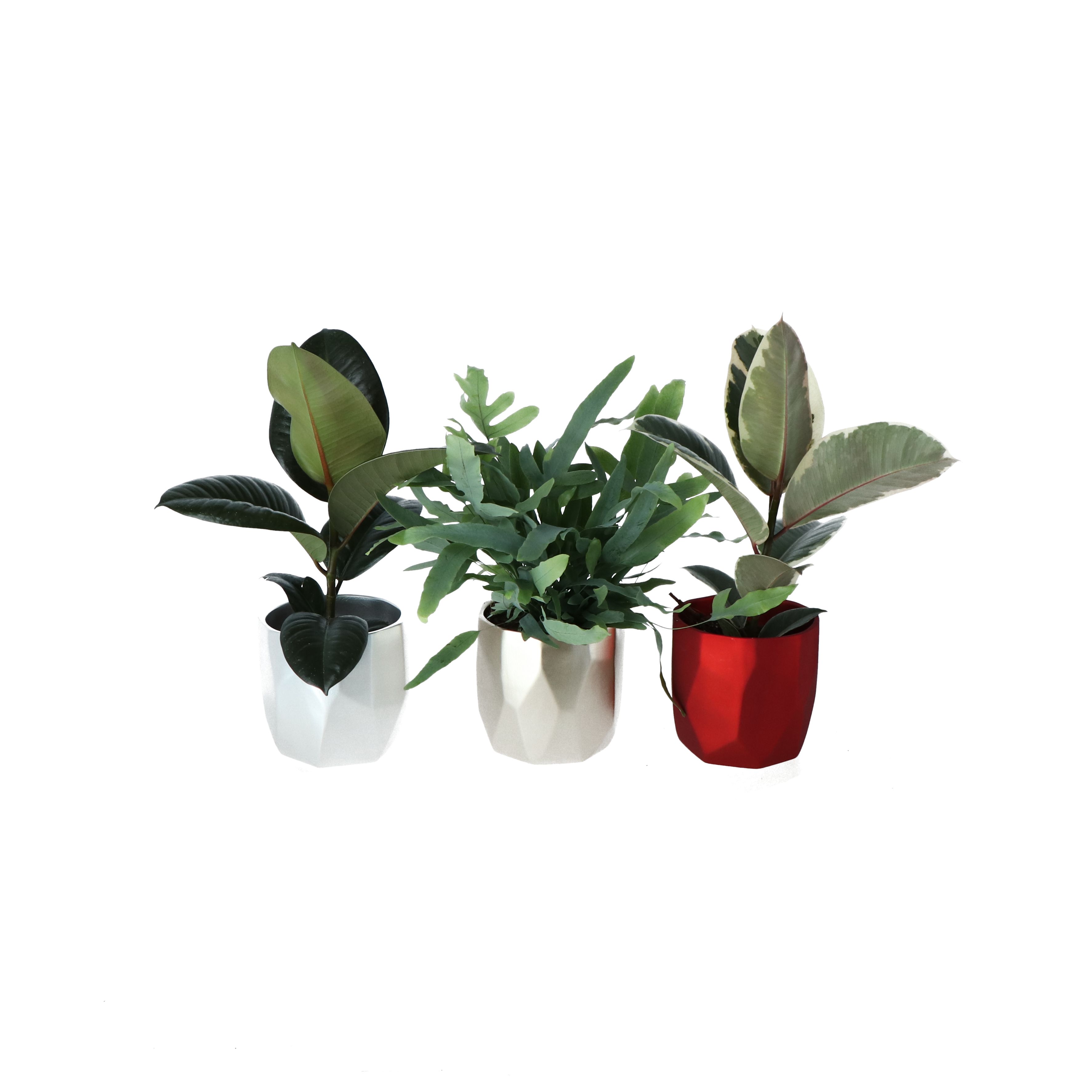 Foliage in Ceramic Decorative pot 13cm