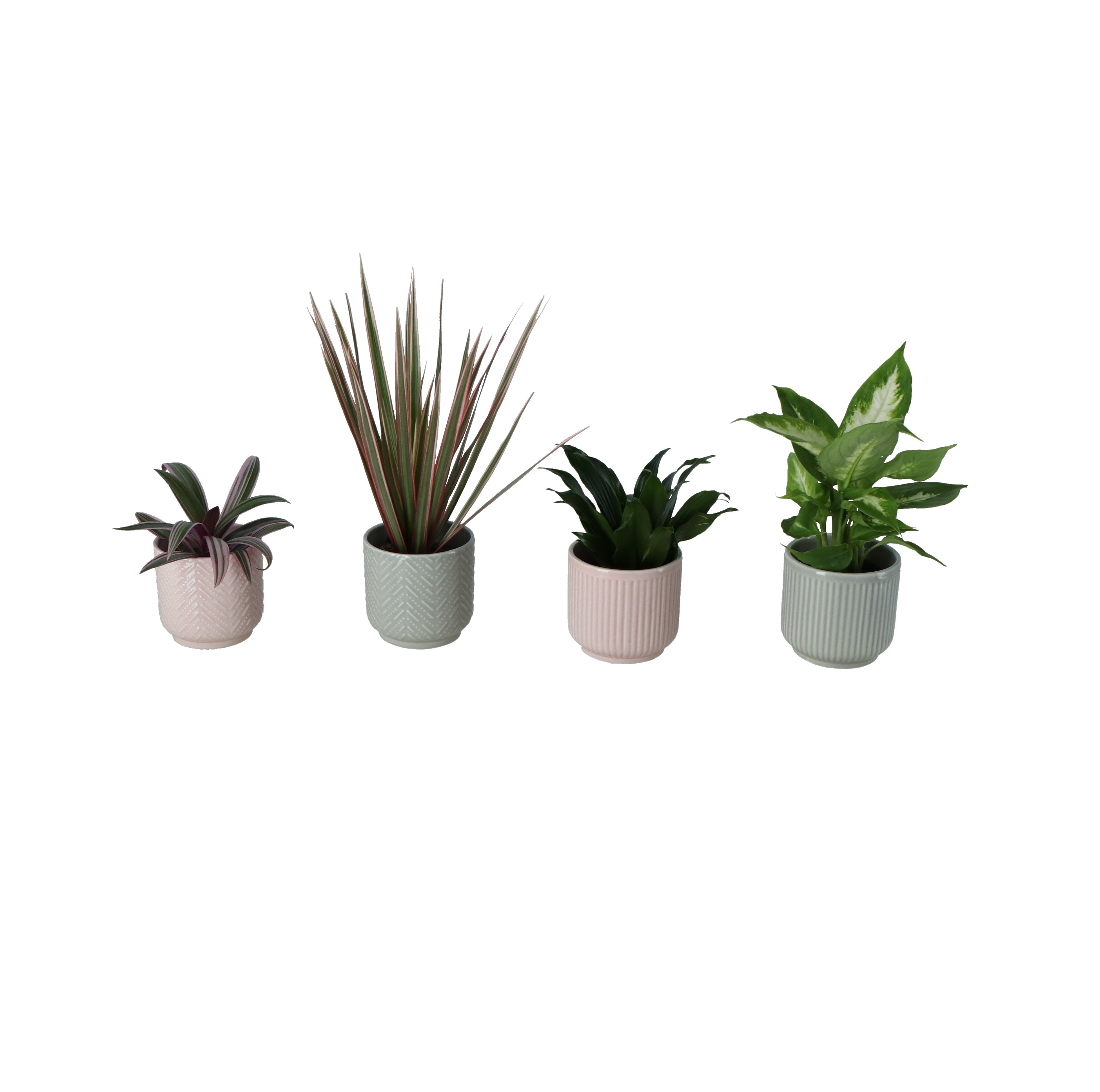 Foliage in Ceramic Decorative pot 9cm