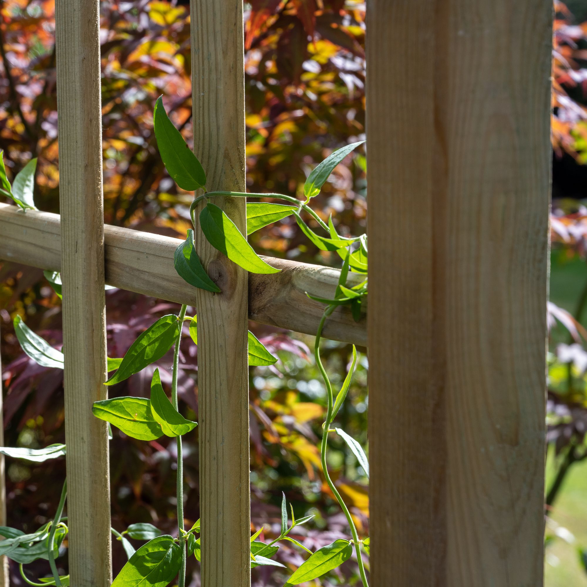 Forest Garden Classic flat top European softwood Arch (H) 213cm x (W) 210cm