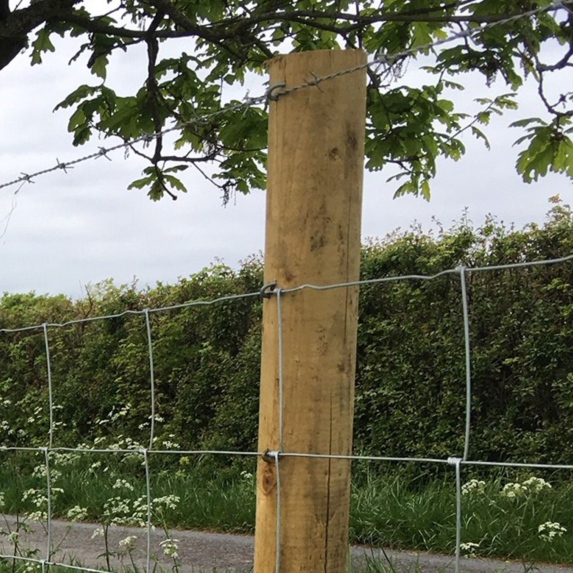 Forest Garden Natural Timber Garden stake (L)1.65m (W)85mm