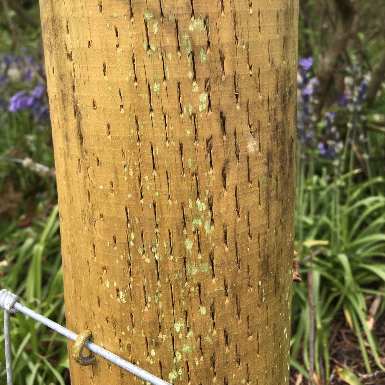 Forest Garden Natural Timber Garden stake (L)1.65m (W)85mm