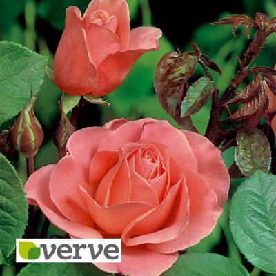 FRAGRANT ROSES- BLESSING | DIY at B&Q