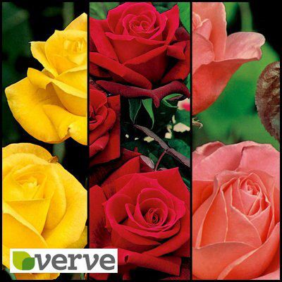 FRAGRANT ROSES COLLECTION