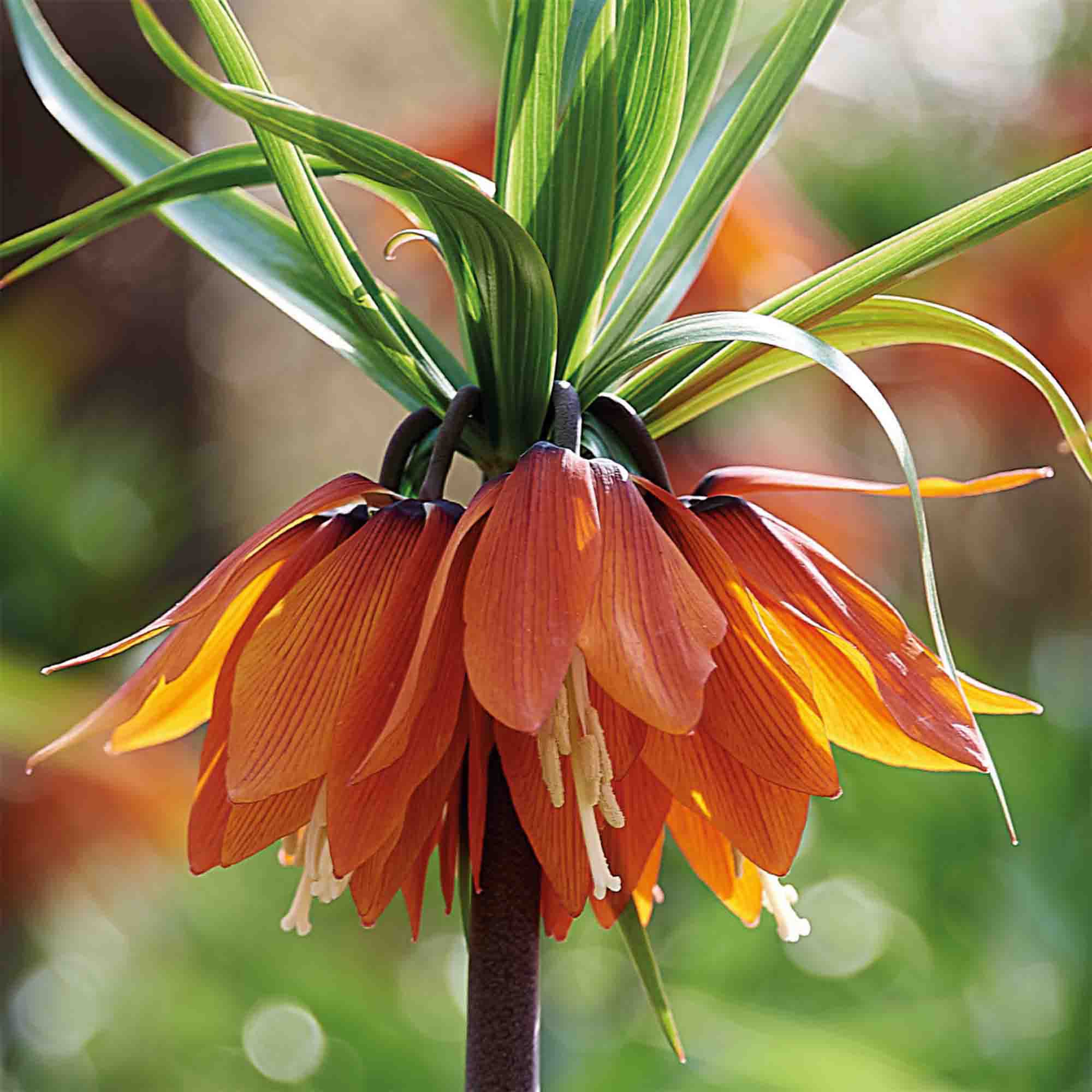 Fritillaria imperialis Aurora Flower bulb