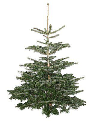 Full Real cut Christmas tree