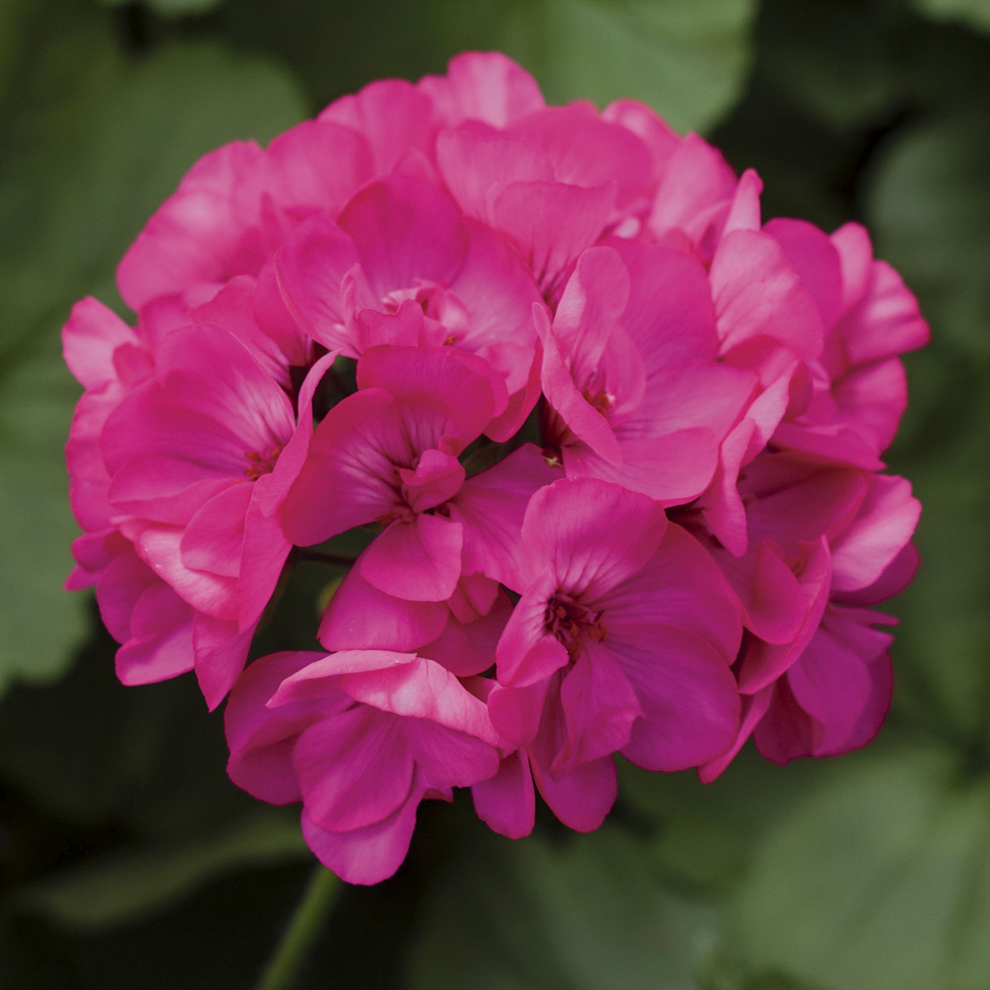 Geranium Calliope Hot Rose Summer Bedding plant 23cm