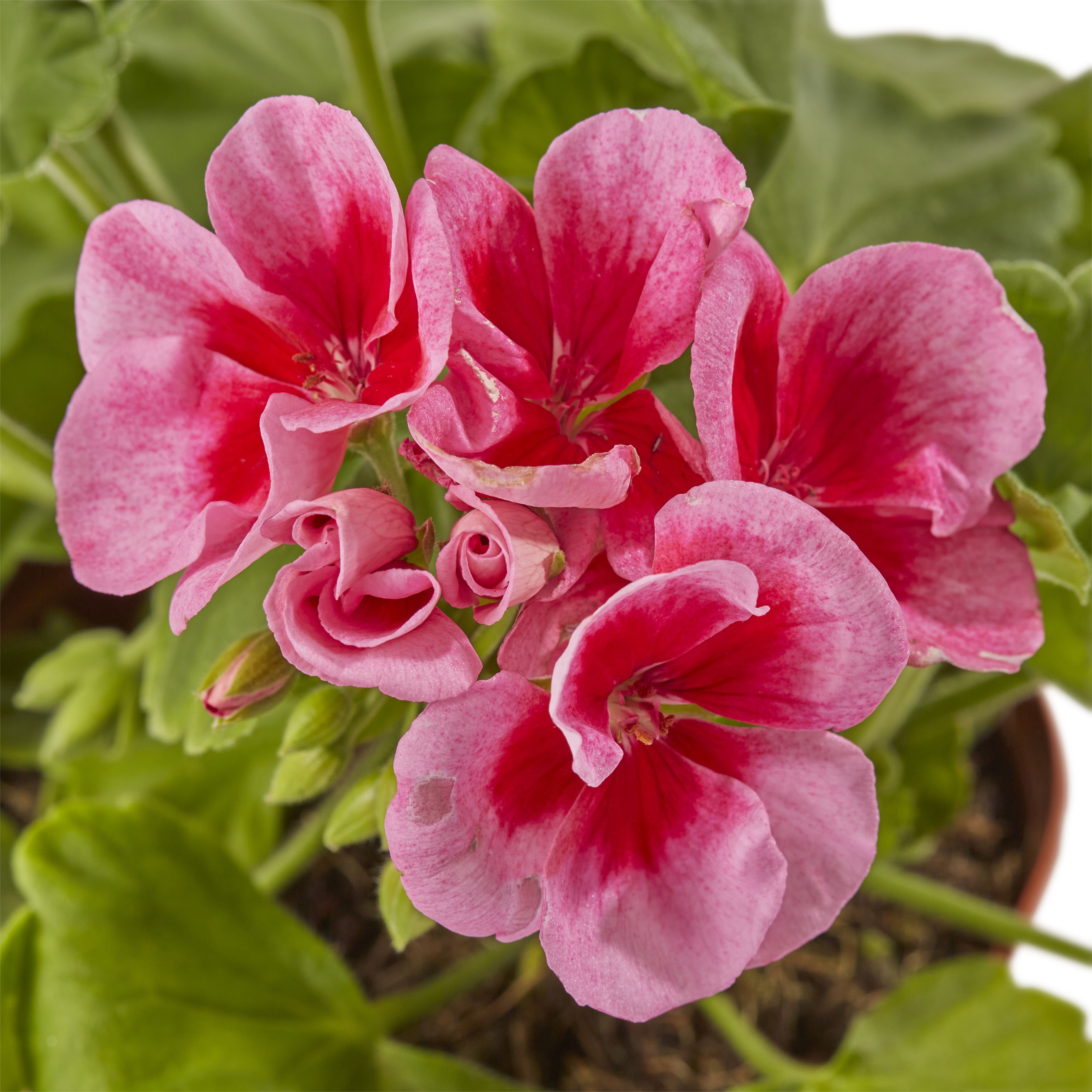 Geranium Calliope Rose Splash Summer Bedding plant 13cm, Pack of 4 ...
