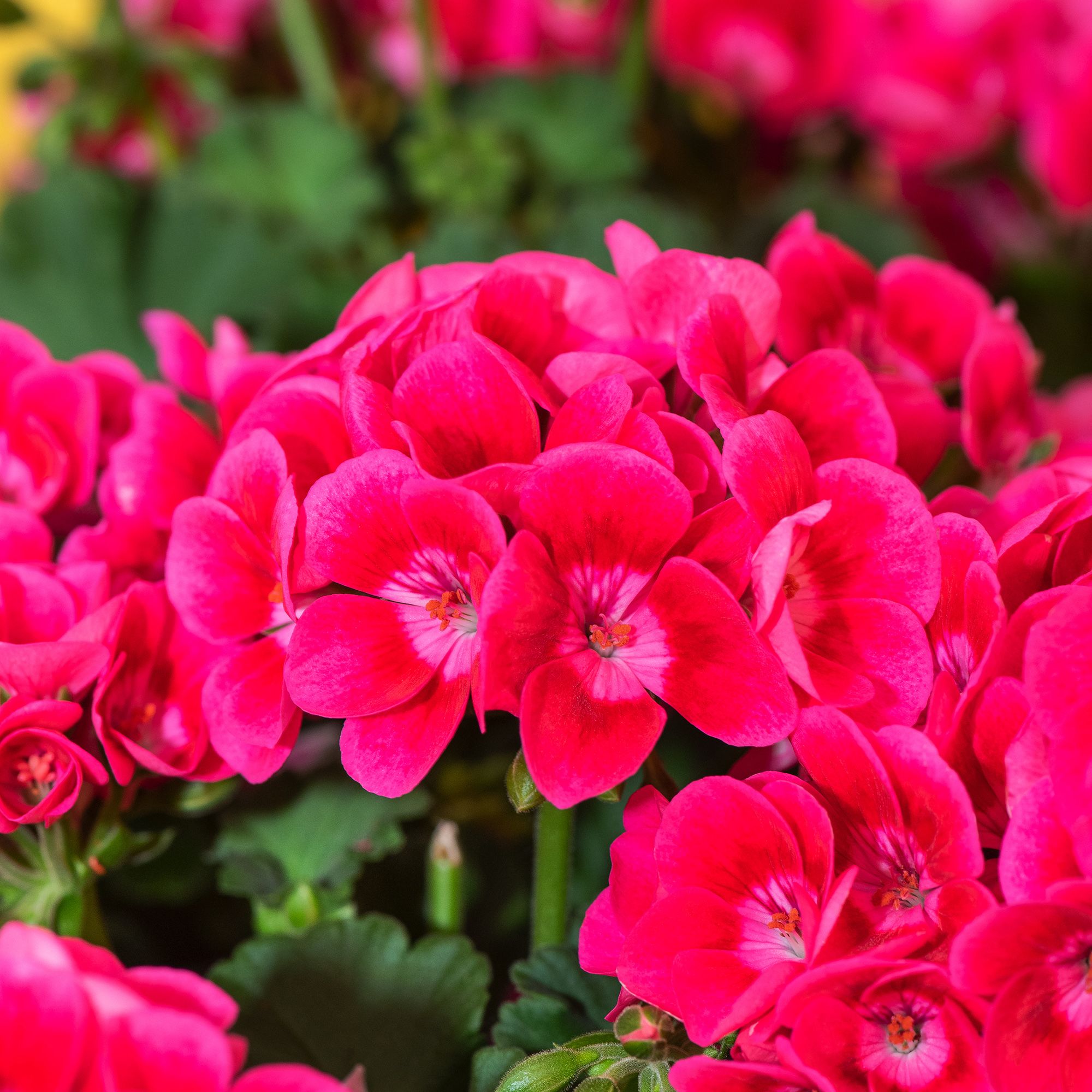 Geranium Pretty Little Summer Bedding plant 13cm, Pack of 4
