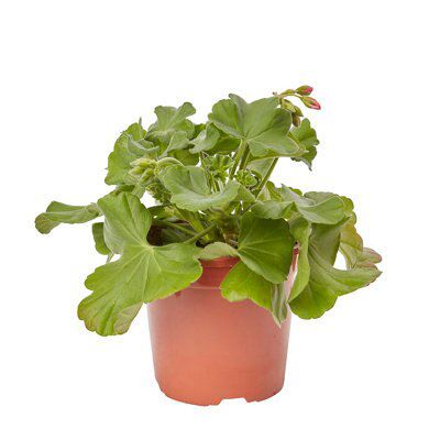 GERANIUM UPRIGHT CALLIOPE