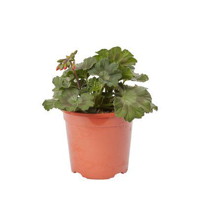 GERANIUM UPRIGHT CALLIOPE
