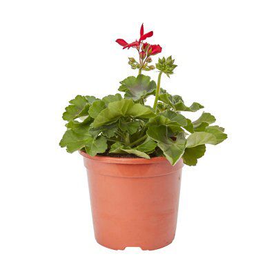 GERANIUM UPRIGHT CALLIOPE