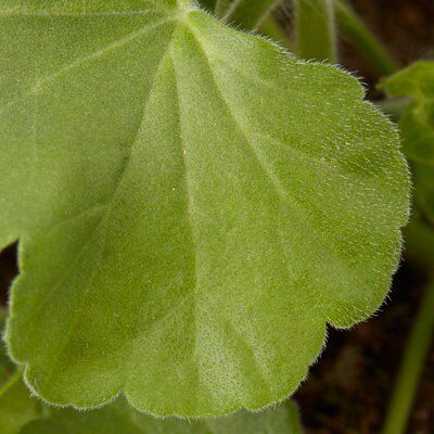 GERANIUM UPRIGHT CALLIOPE