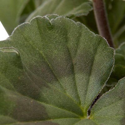 GERANIUM UPRIGHT CALLIOPE