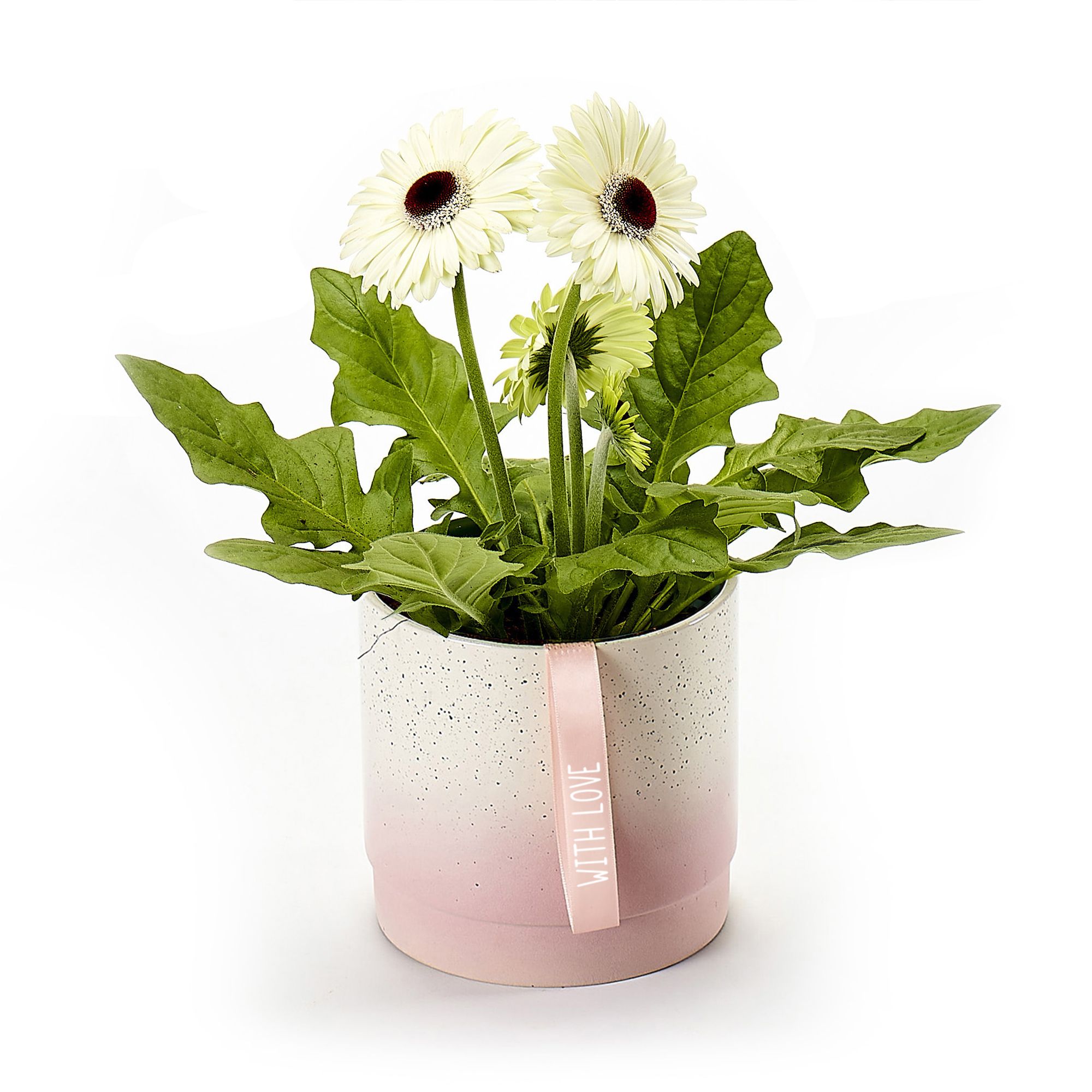 Gerbera Ceramic Pot