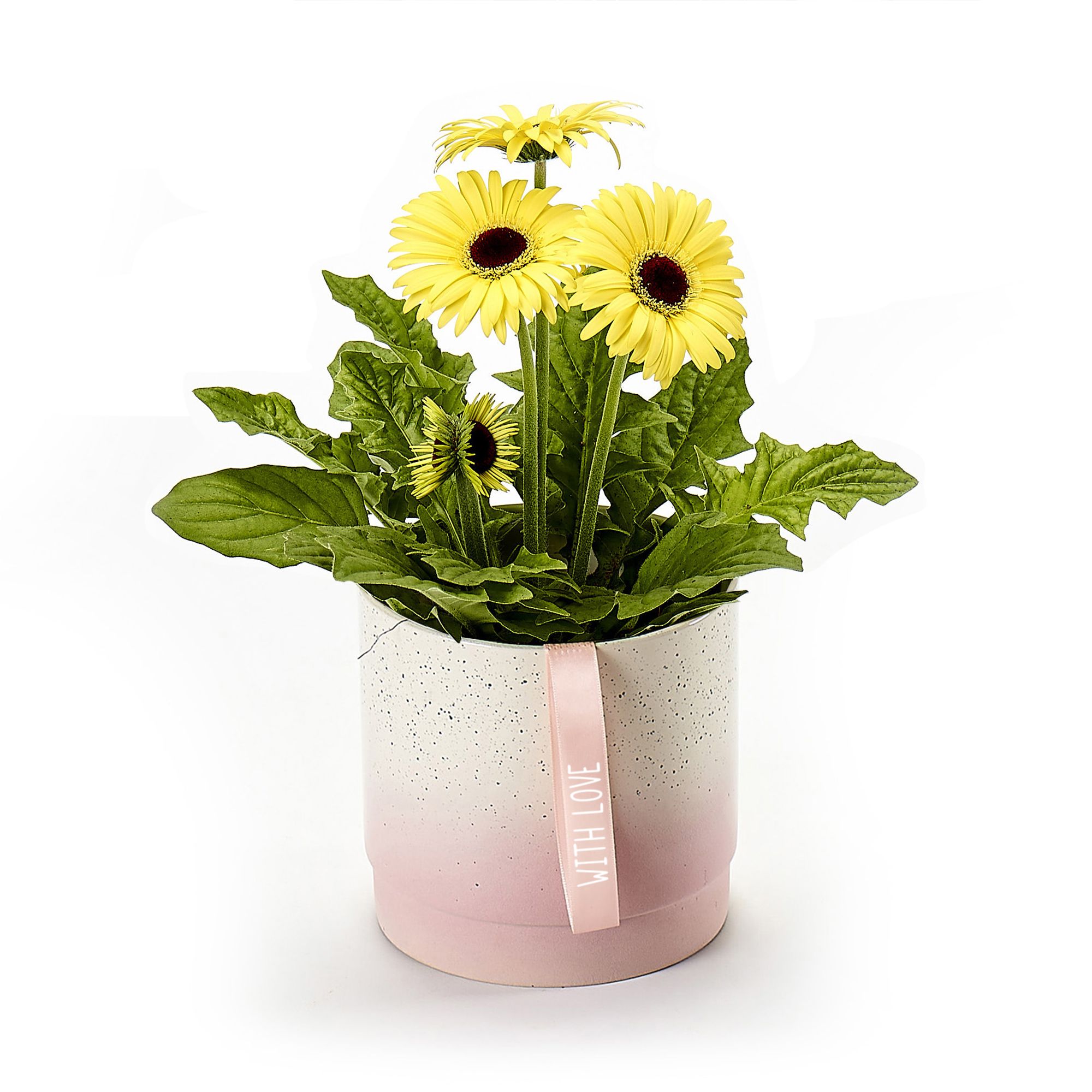 Gerbera Ceramic Pot