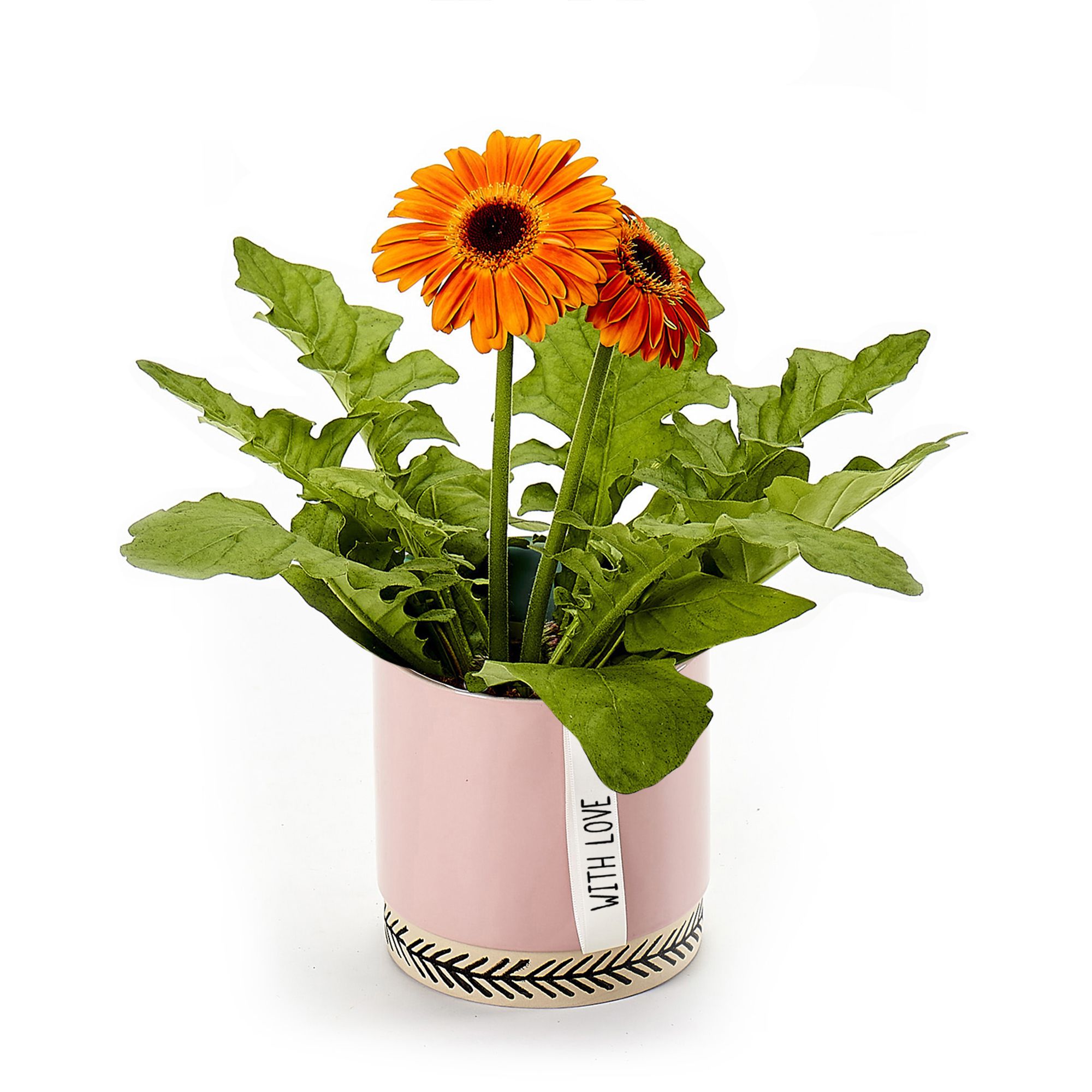 Gerbera Ceramic Pot