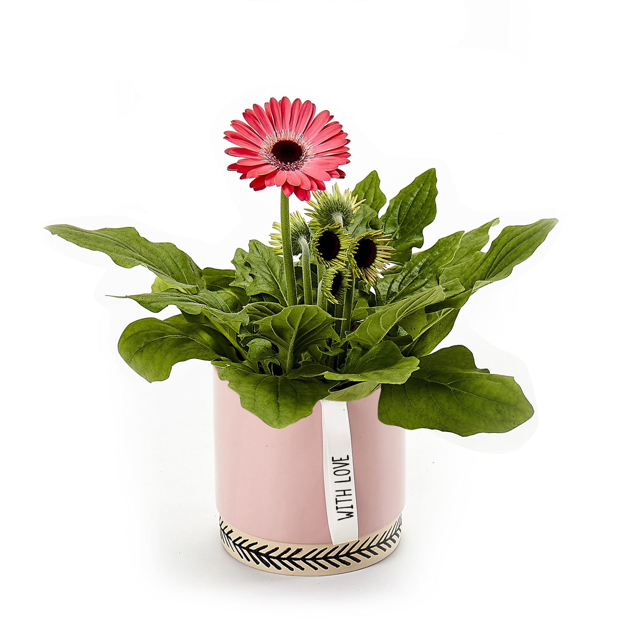 Gerbera Ceramic Pot