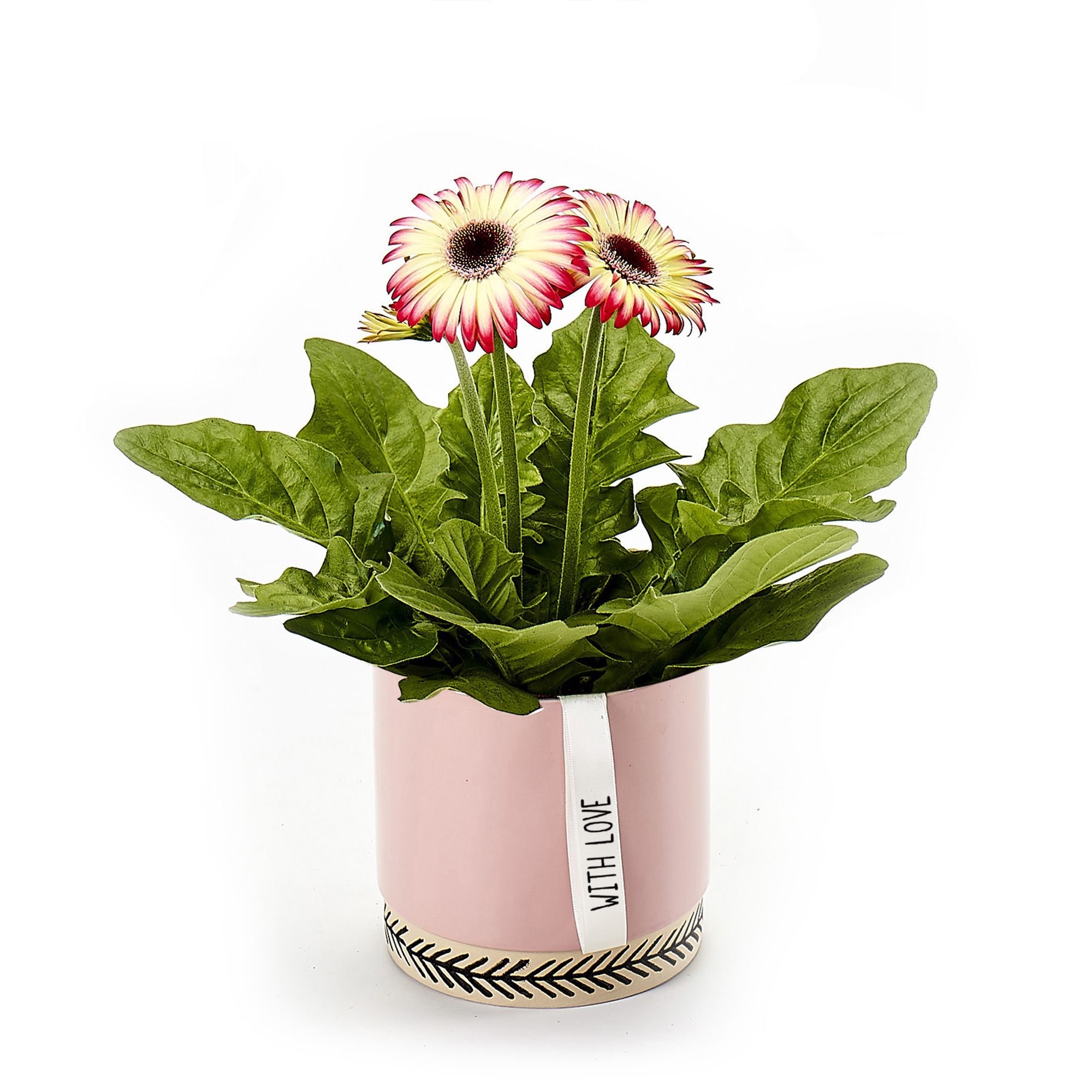 Gerbera Ceramic Pot
