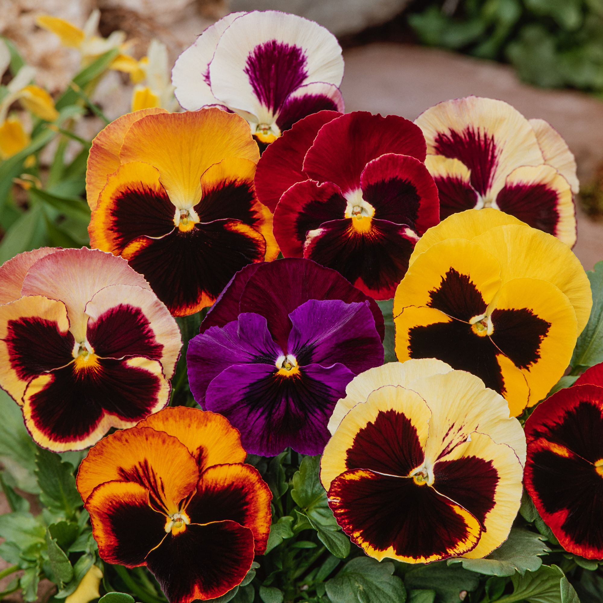Giant Assorted Pansy Seeds
