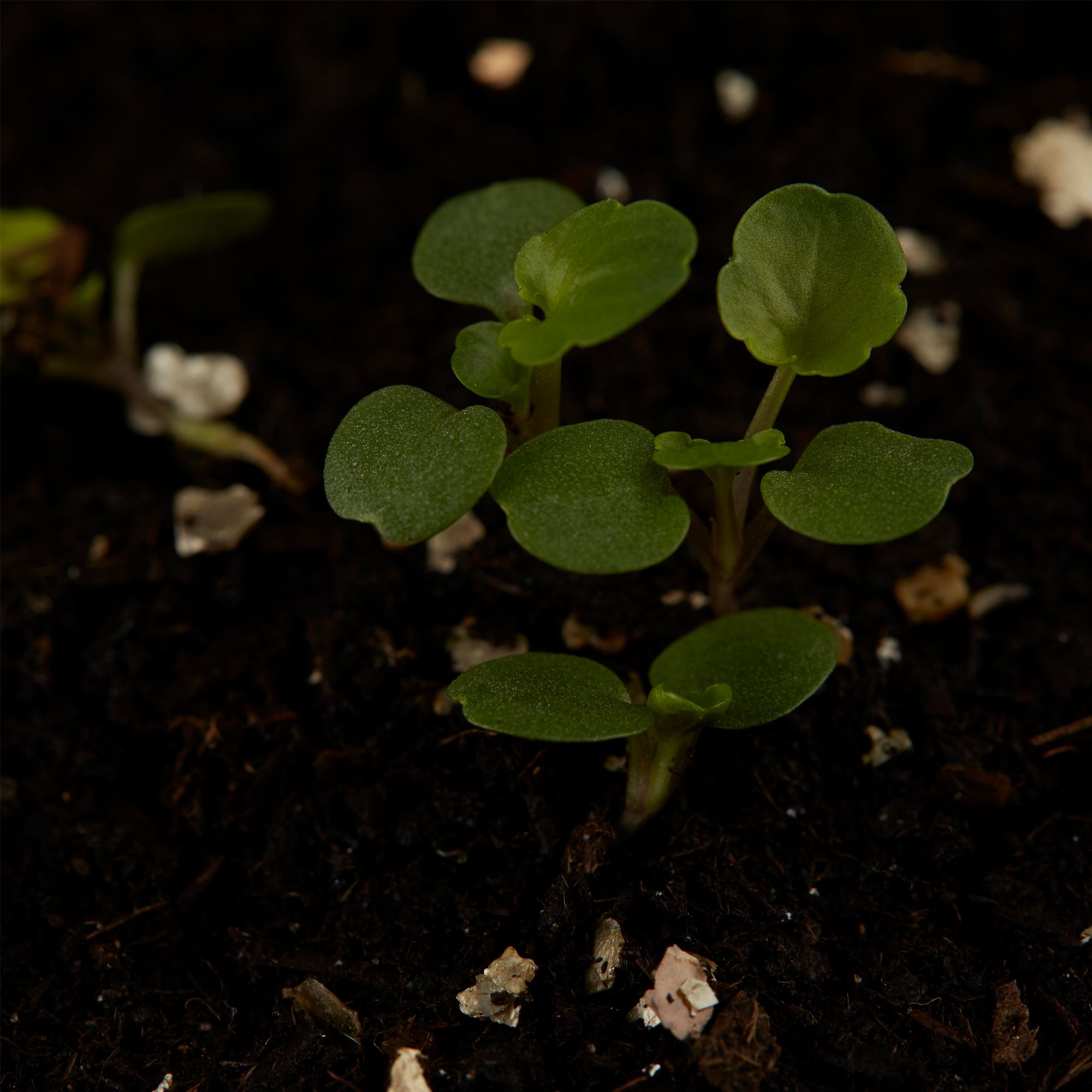 Giant Assorted Pansy Seeds
