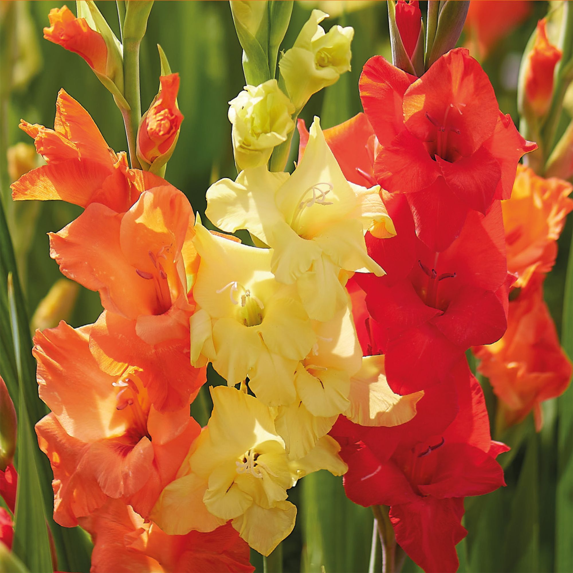 Gladiolus Sunset Mixed 50 Flower bulbs