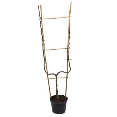 Golden Delicious Apple Core fruit tree