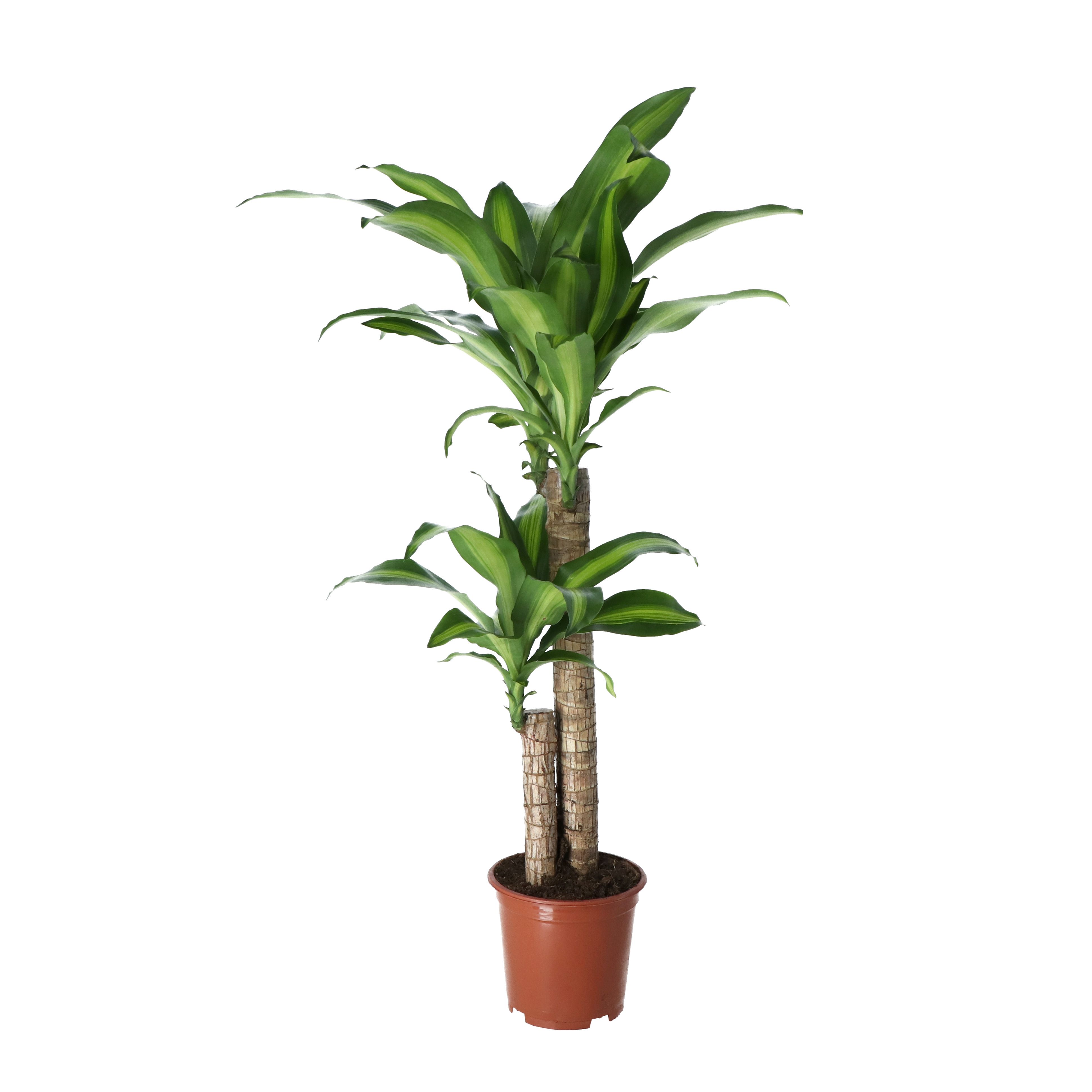 Golden Dragon tree in 19cm Terracotta Plastic Grow pot | DIY at B&Q