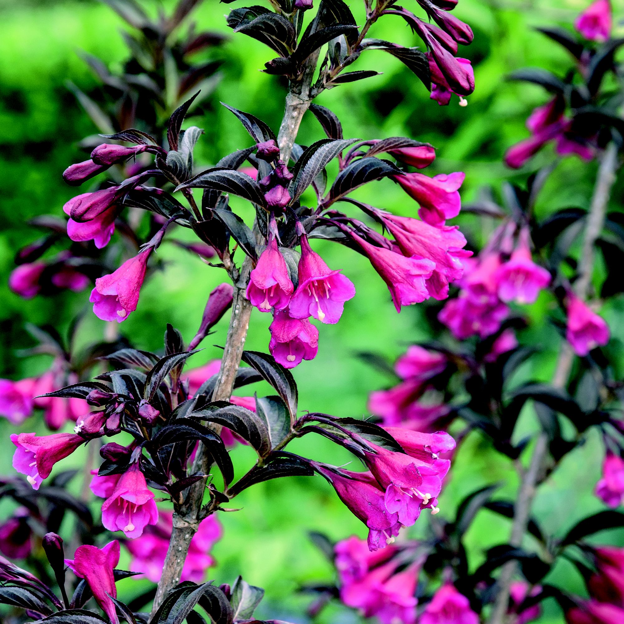 GoodHome Alexandra Shrub Plant