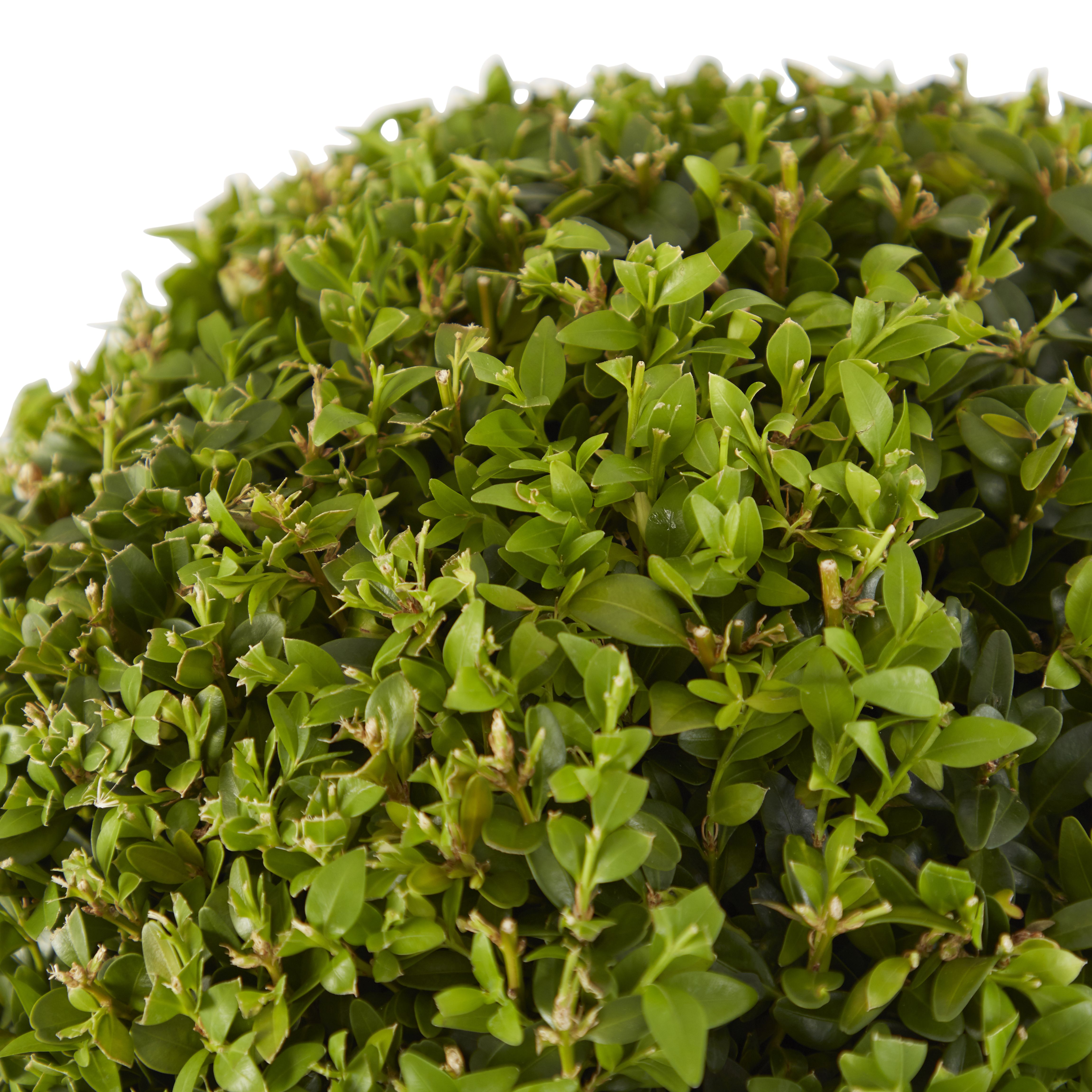 GoodHome Box ball Shrub Plant 7.5L